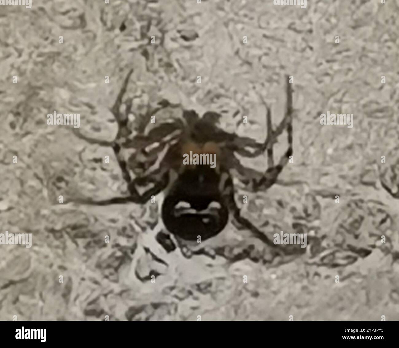 Comb-footed Spiders (Theridiidae Stock Photo - Alamy