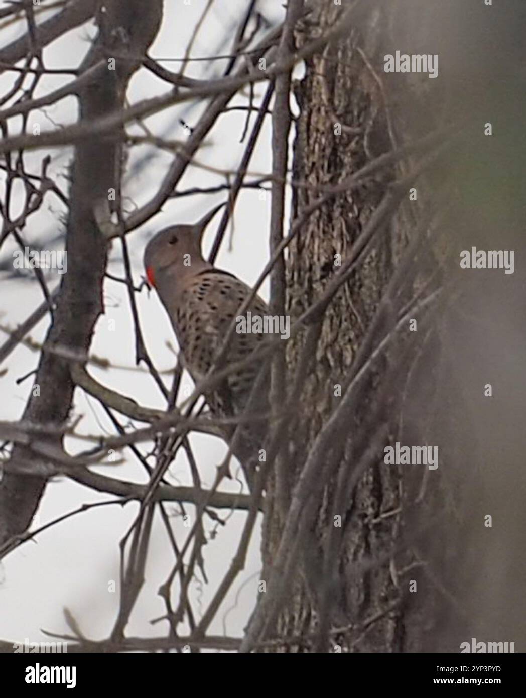 Northern Flicker (Colaptes auratus Stock Photo - Alamy