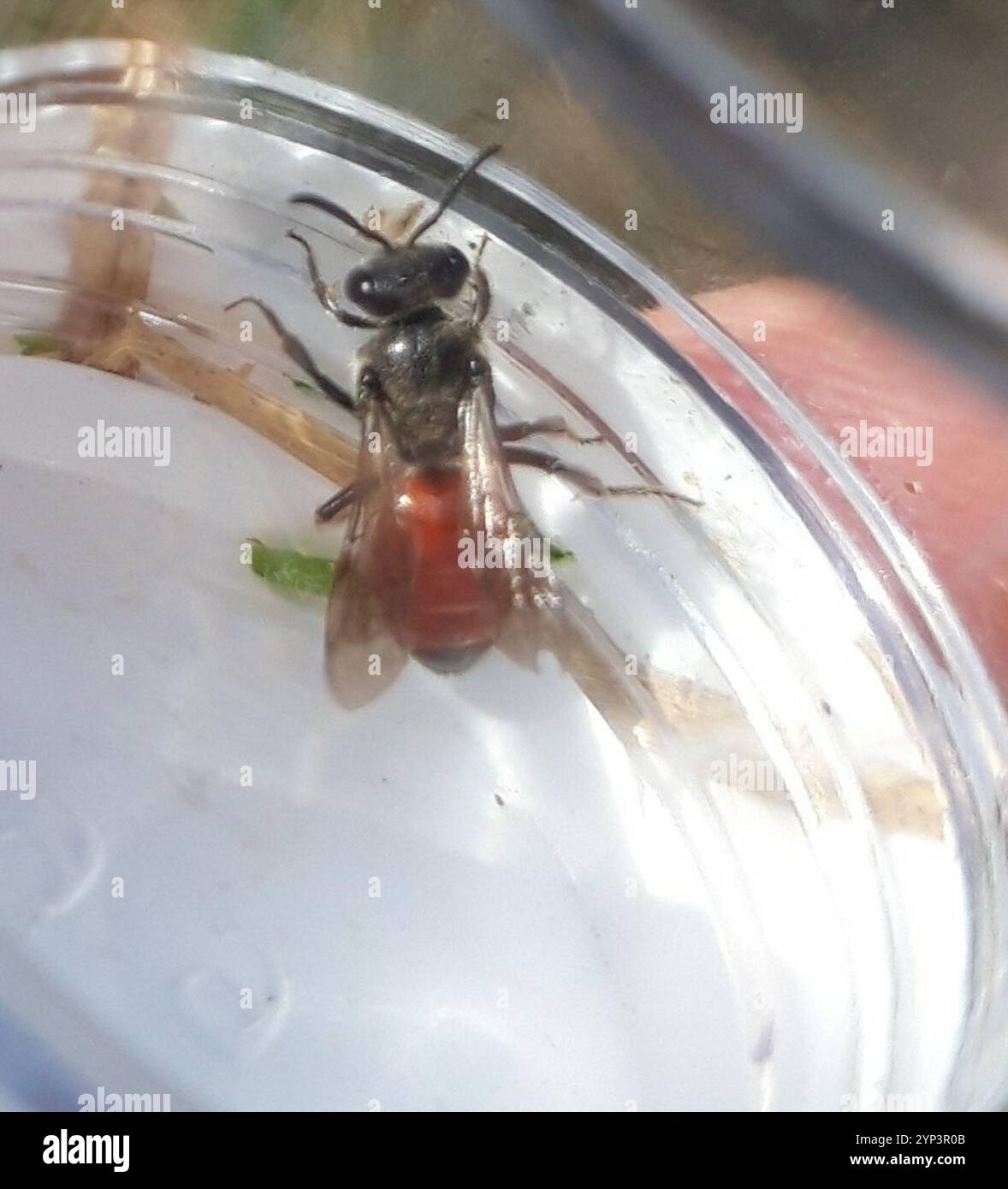 Blood Bees (Sphecodes Stock Photo - Alamy