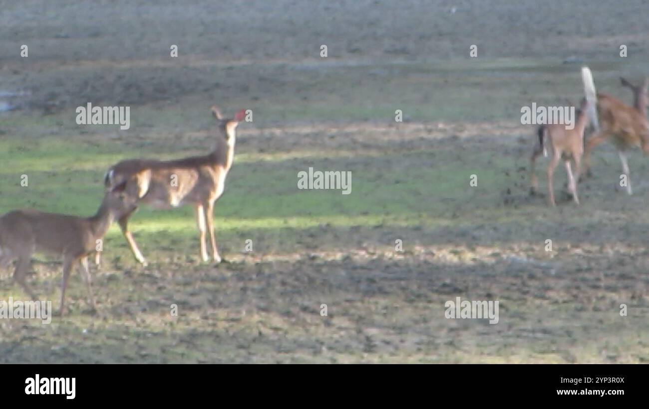 White-tailed Deer (Odocoileus virginianus Stock Photo - Alamy