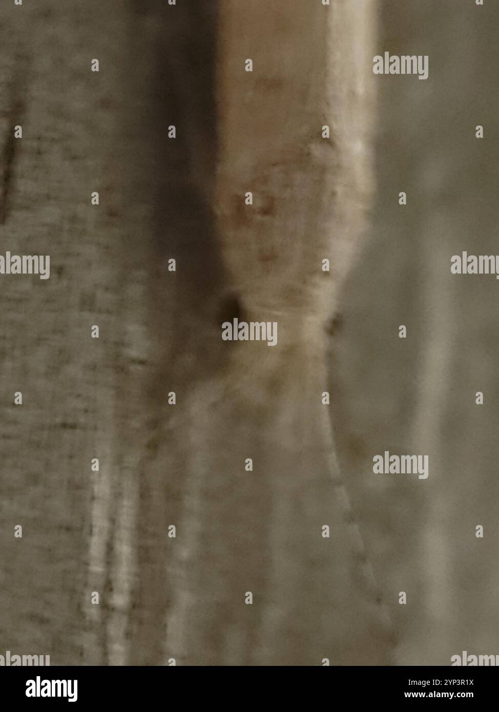 White Miller Caddisflies (Nectopsyche Stock Photo - Alamy