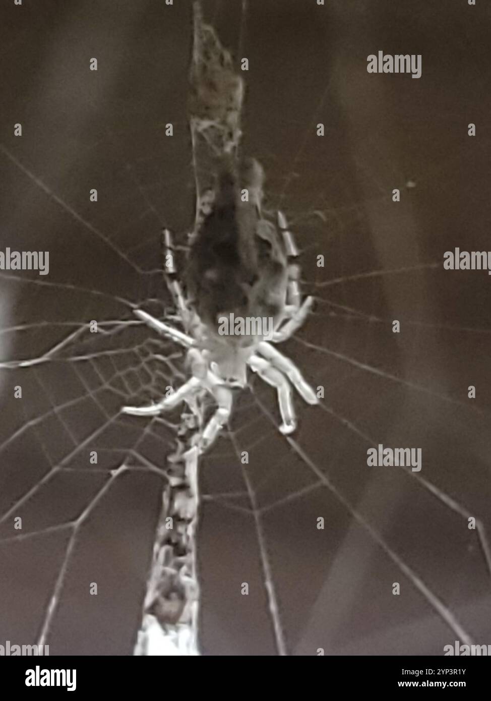 Bifurcate Trashline Orbweaver (Allocyclosa bifurca Stock Photo - Alamy