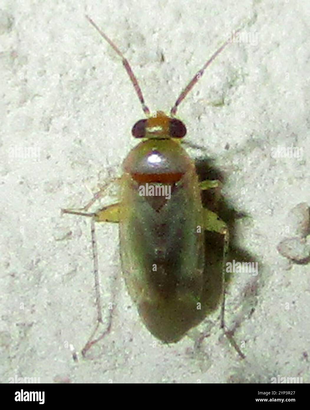 Plant Bugs (Miridae Stock Photo - Alamy