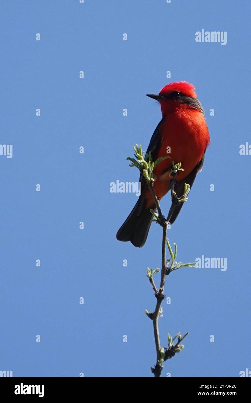 Vermilion Flycatcher (Pyrocephalus rubinus Stock Photo - Alamy