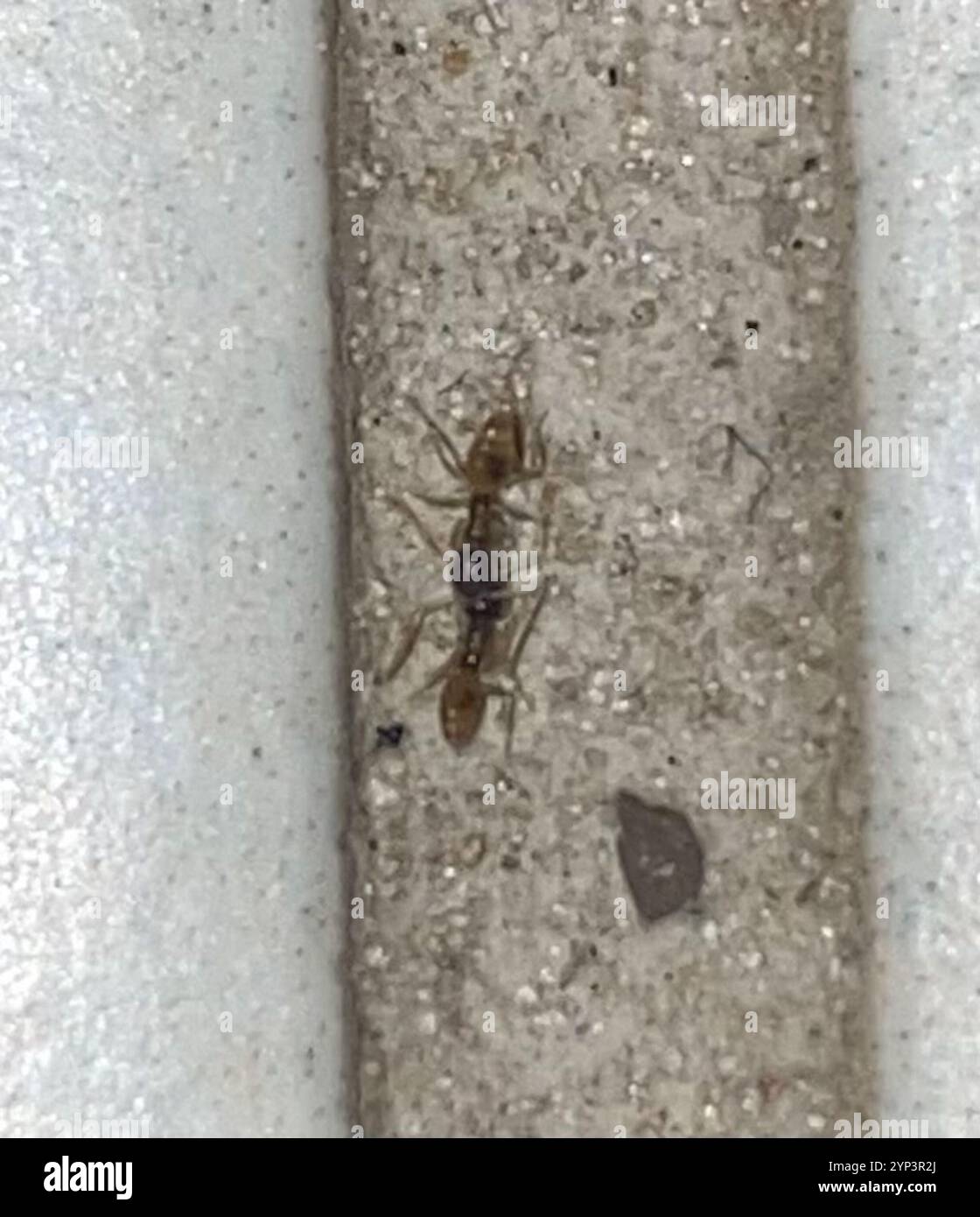 Ghost Ant (Tapinoma melanocephalum Stock Photo - Alamy