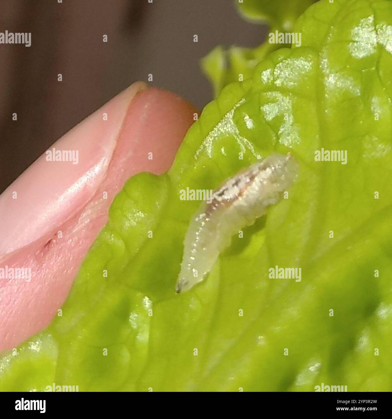 Typical Hover Flies (Syrphinae Stock Photo - Alamy