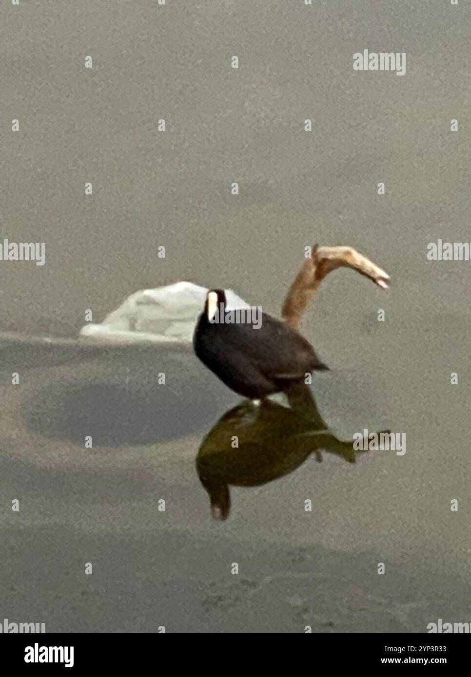 Fulica ardesiaca hi-res stock photography and images - Alamy