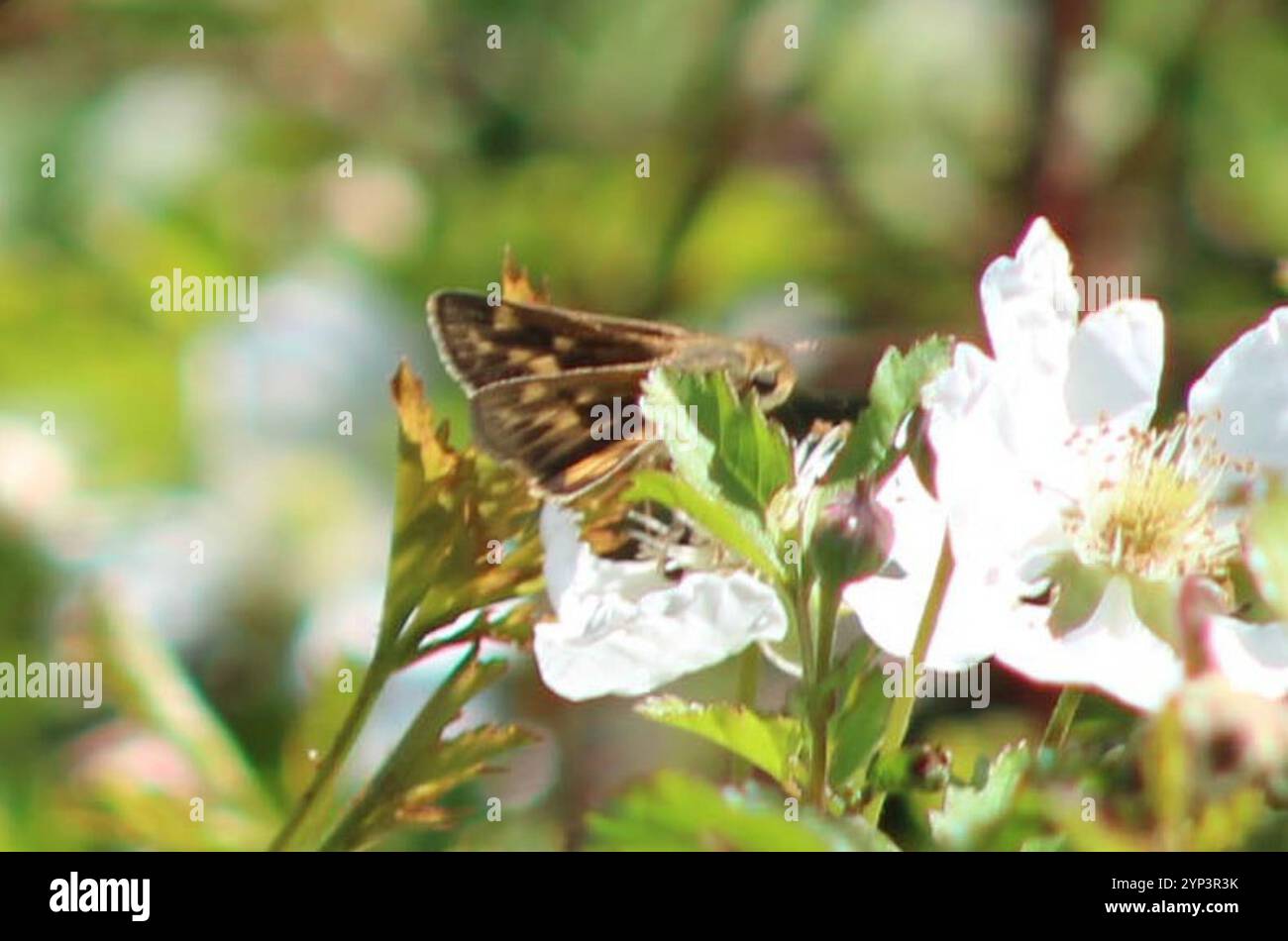 Fiery Skipper (Hylephila phyleus Stock Photo - Alamy