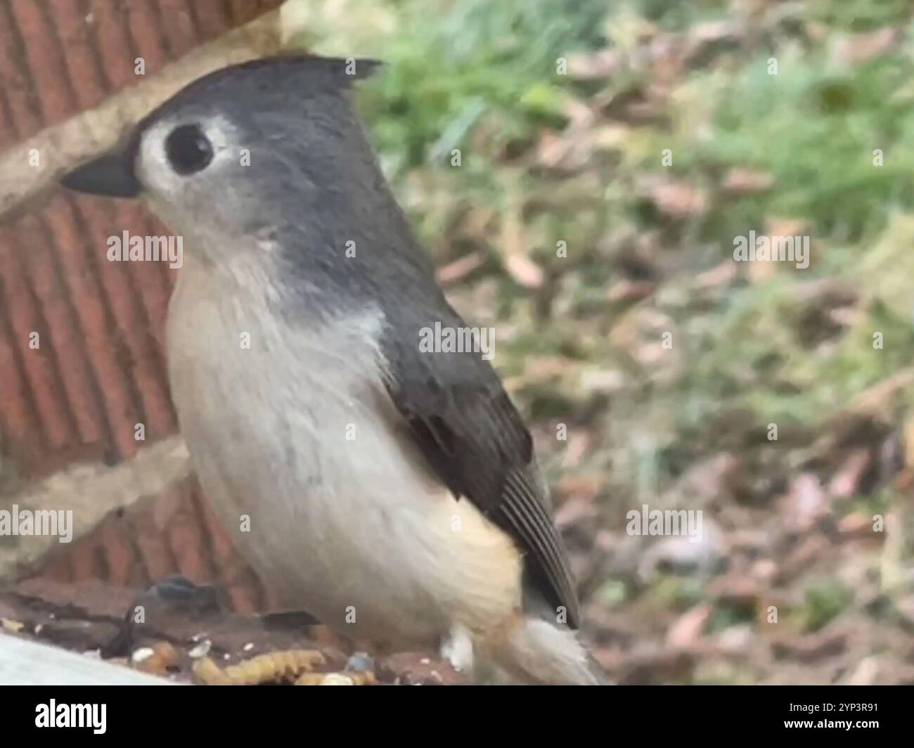 Tufted Titmouse (Baeolophus bicolor Stock Photo - Alamy