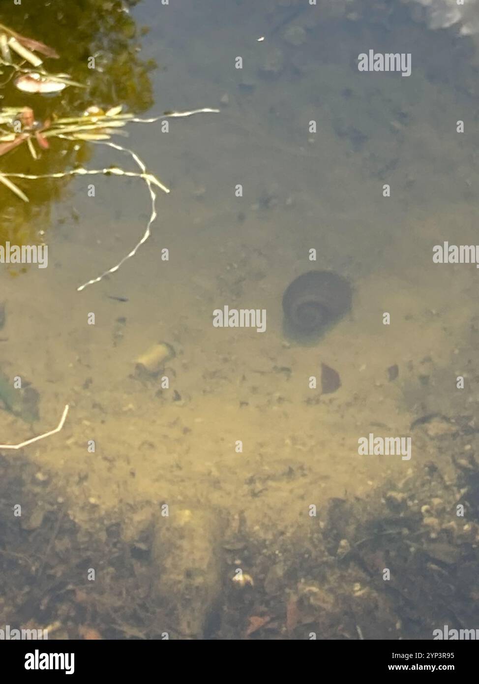 Common Apple Snails (Pomacea Stock Photo - Alamy