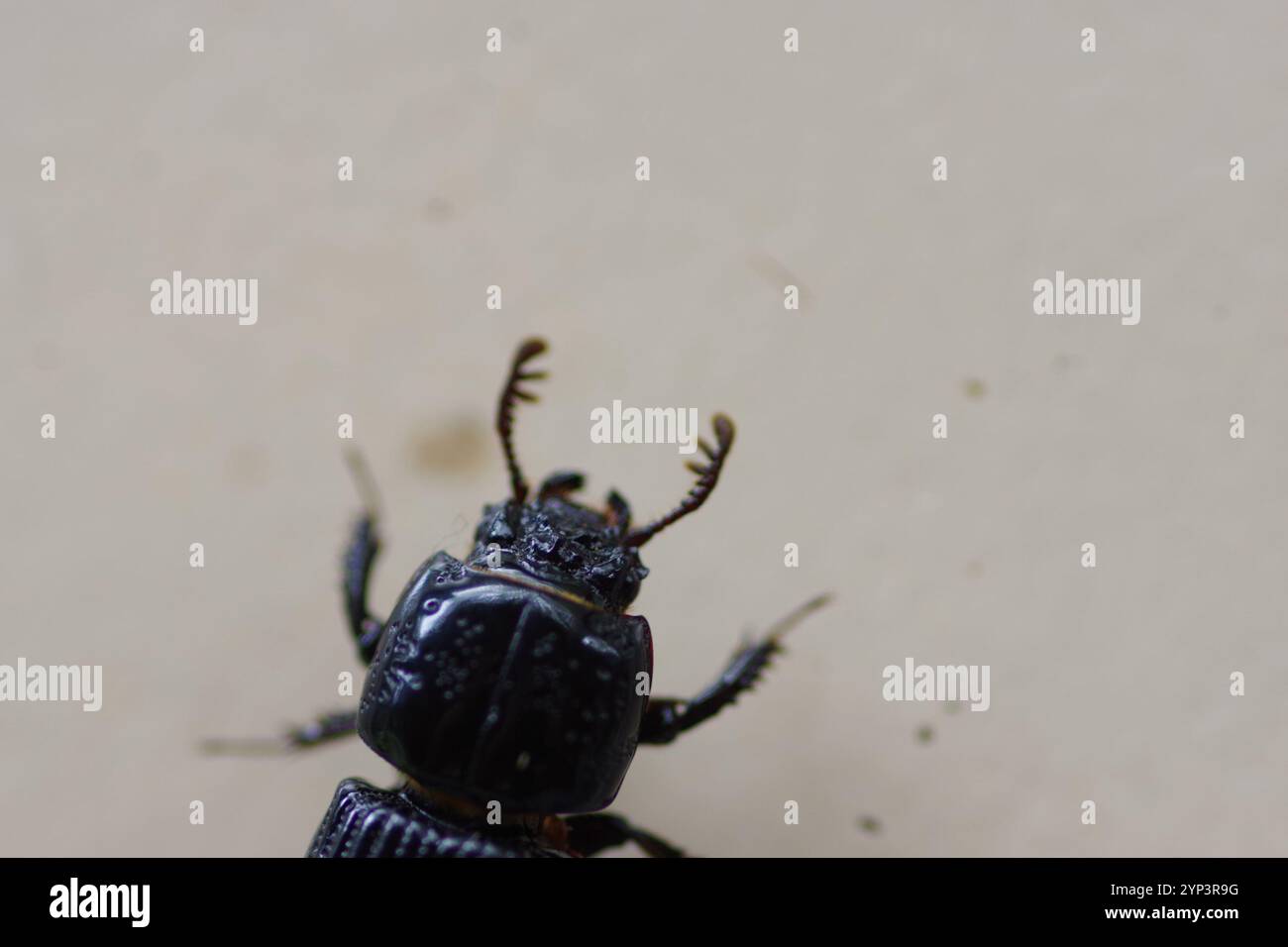 Bess Beetles (Passalidae Stock Photo - Alamy