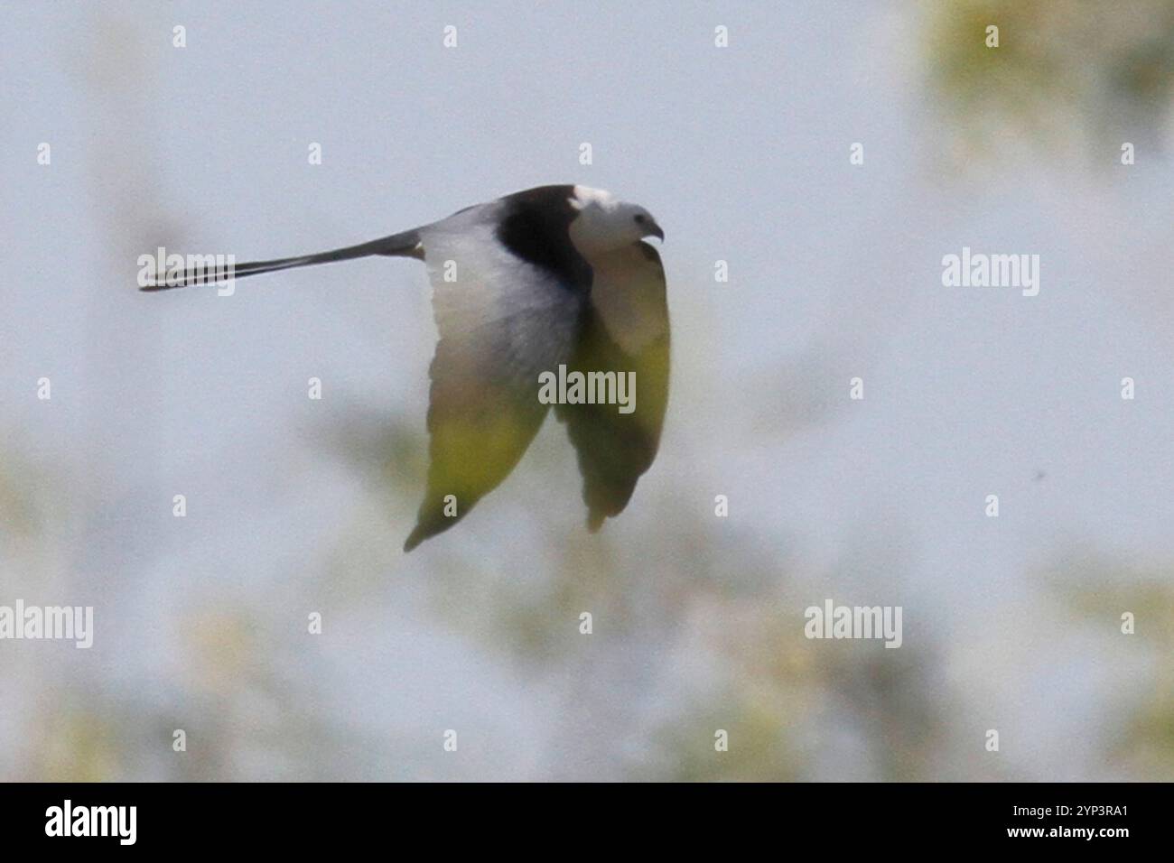 Swallow-tailed Kite (Elanoides forficatus Stock Photo - Alamy