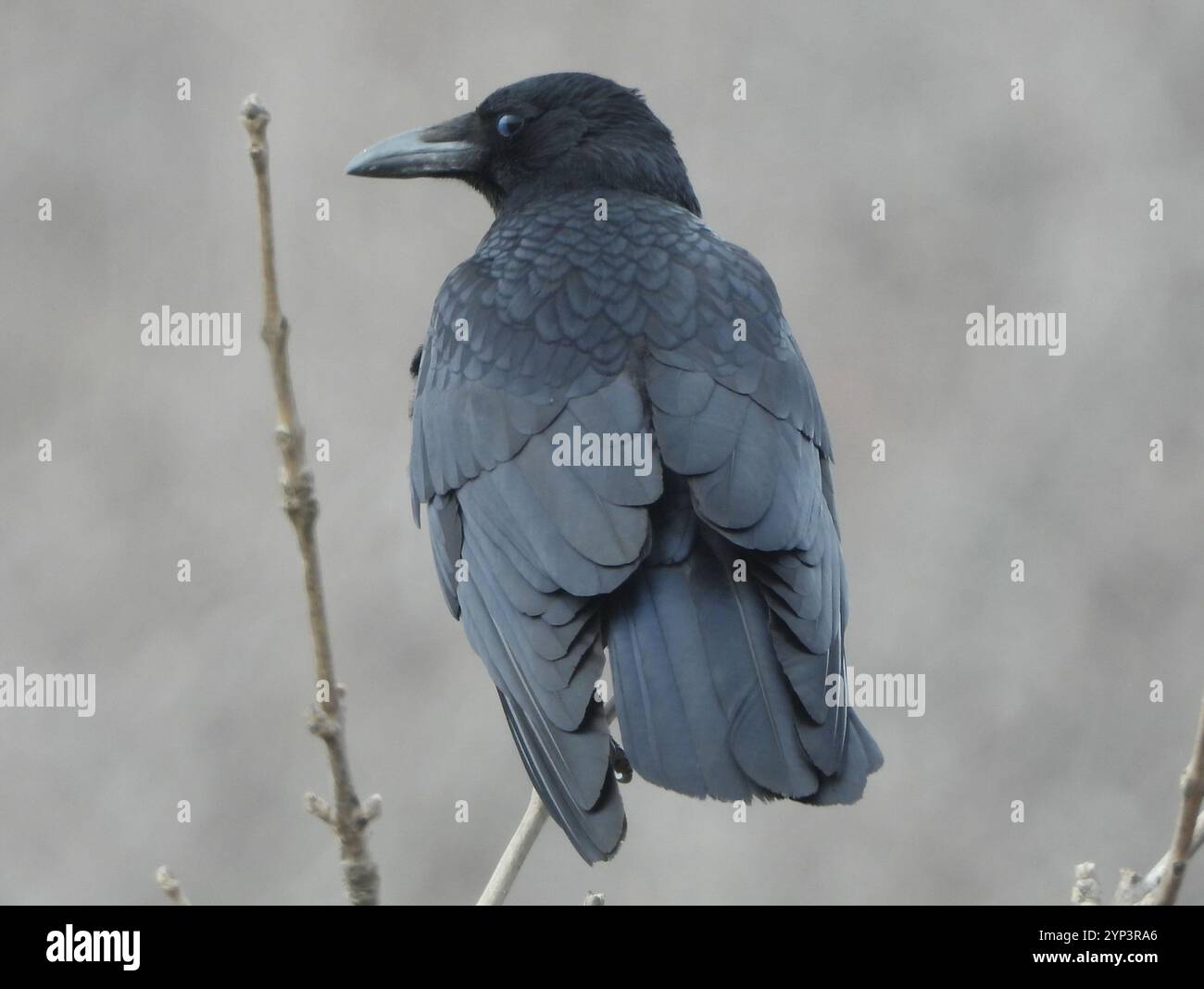 Eastern Carrion Crow (Corvus corone orientalis Stock Photo - Alamy