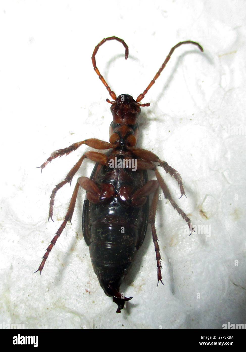 Pheropsophus hi-res stock photography and images - Alamy