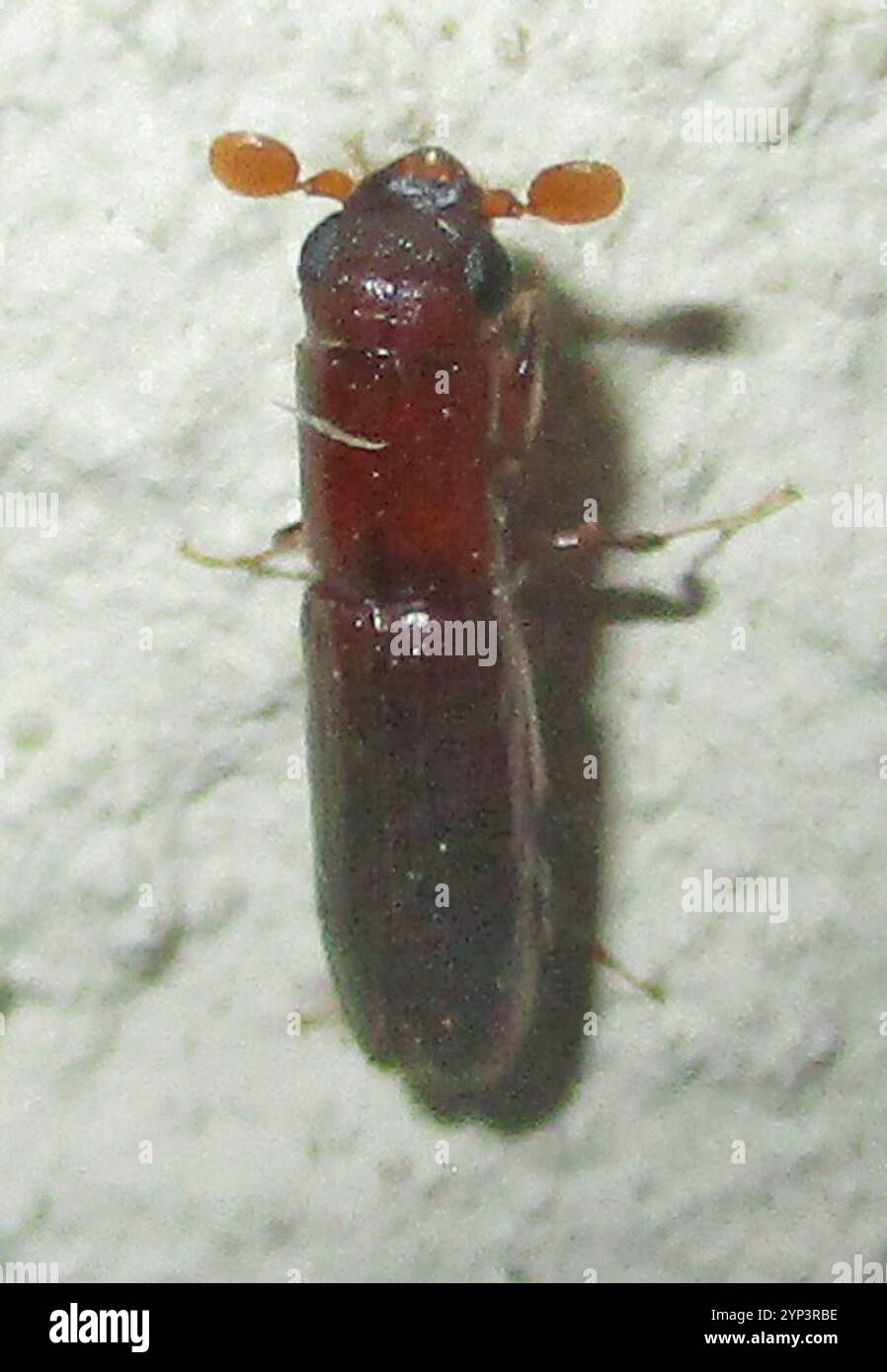 Pinhole Borer Beetles (Platypodinae Stock Photo - Alamy