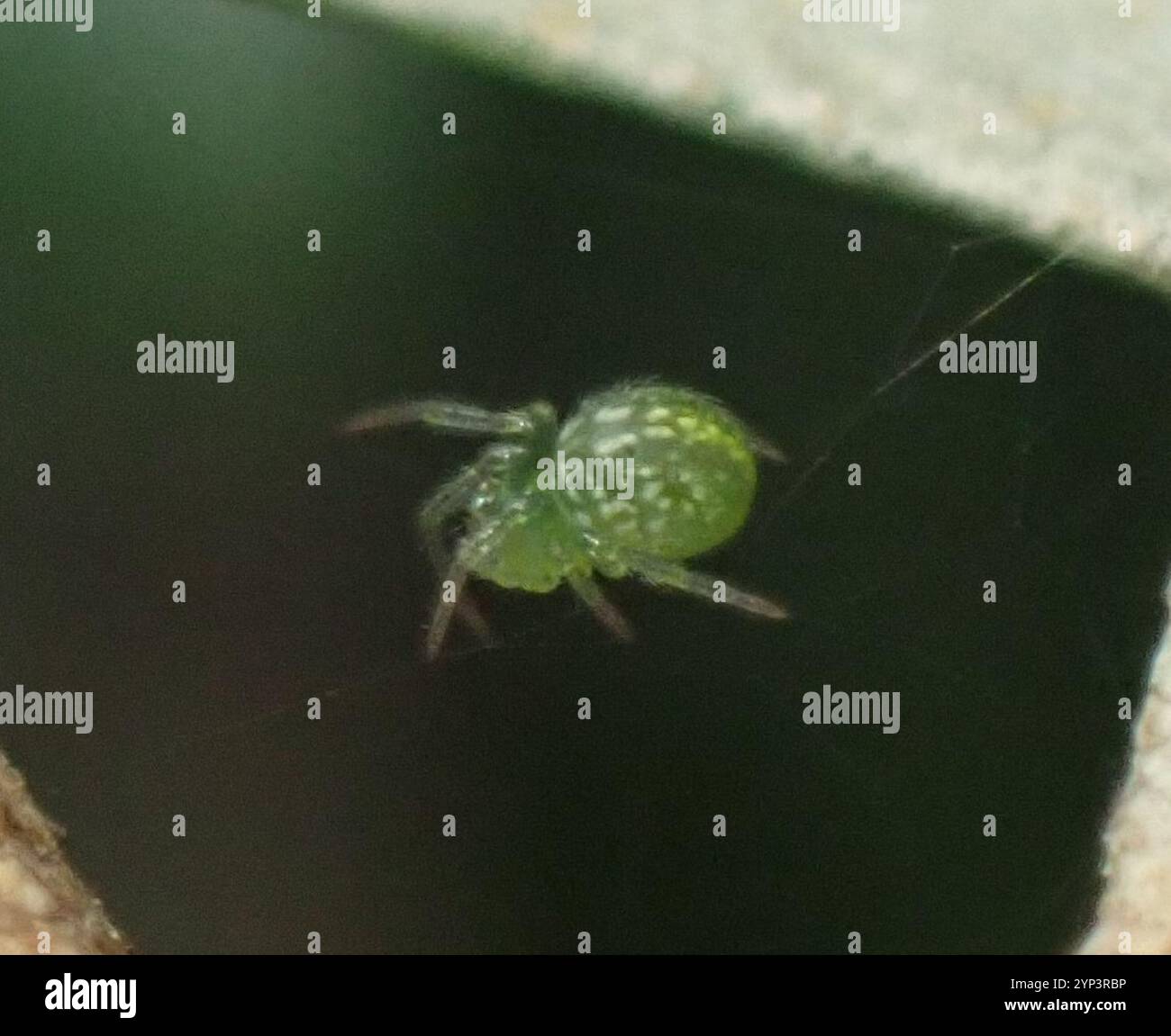 Comb-footed Spiders (Theridiidae Stock Photo - Alamy