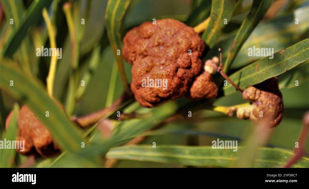 Port Jackson Gall Rust (Uromycladium morrisii Stock Photo - Alamy