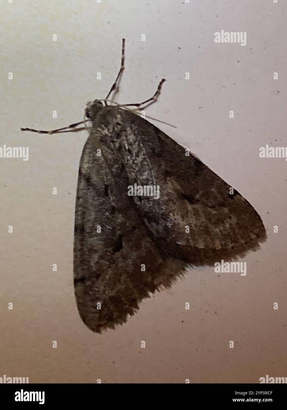 Spring Cankerworm Moth (Paleacrita vernata Stock Photo - Alamy