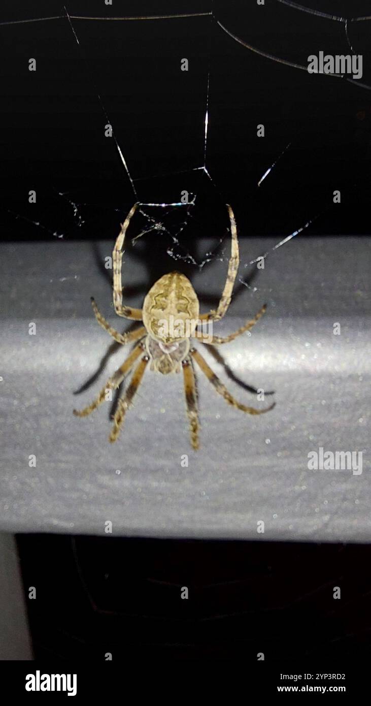 Grey Cross Spider (Larinioides sclopetarius Stock Photo - Alamy