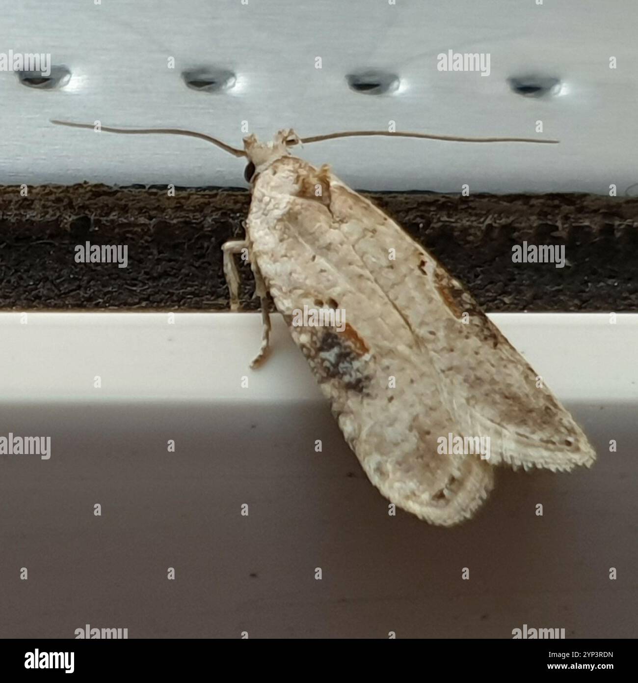Poison hemlock moth (Agonopterix alstroemeriana Stock Photo - Alamy