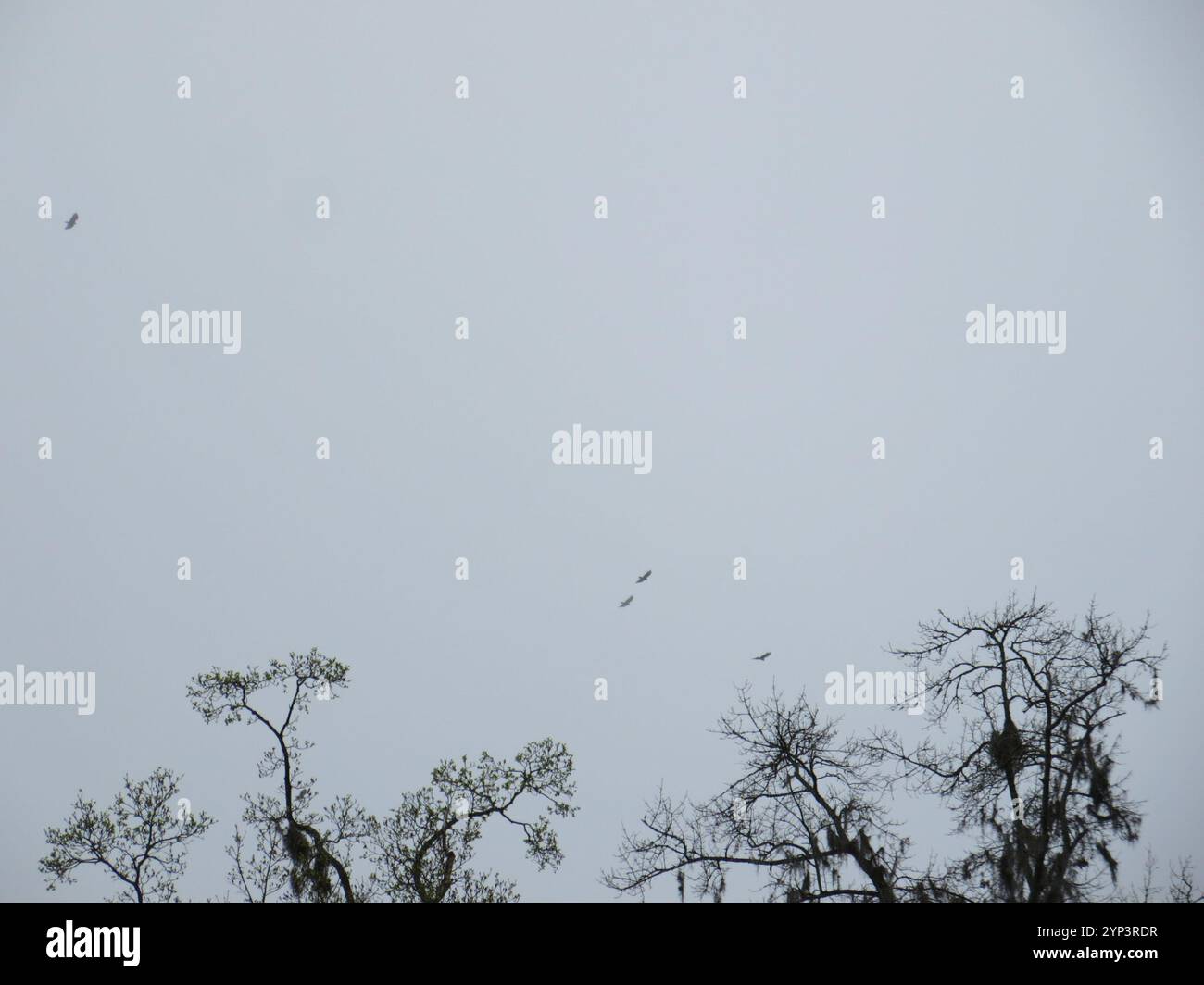 Turkey Vulture (Cathartes aura Stock Photo - Alamy