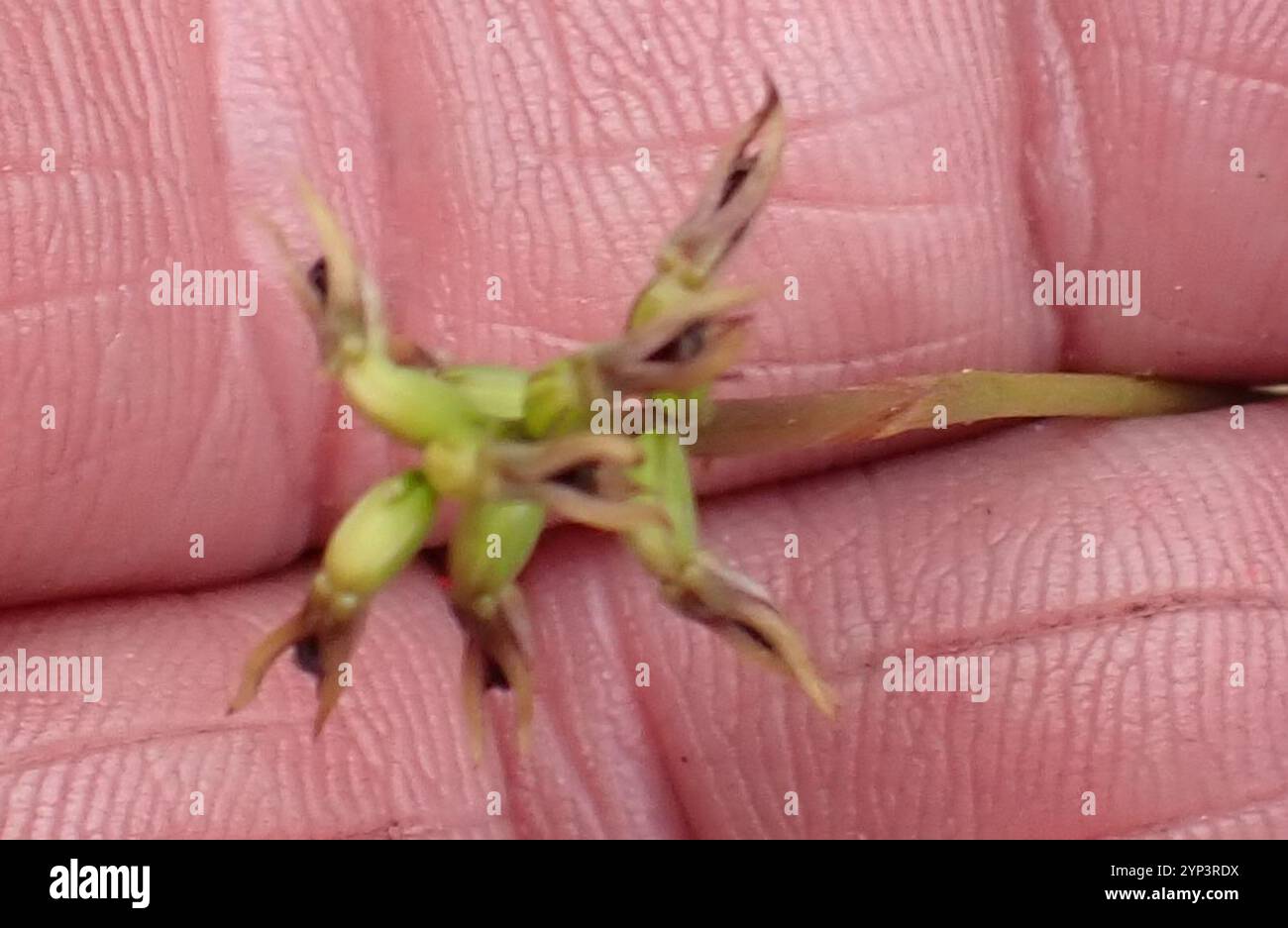 Midge Orchids (Genoplesium Stock Photo - Alamy