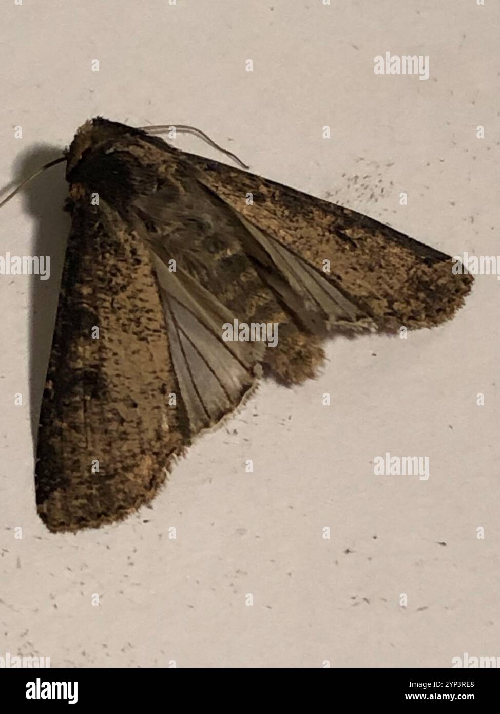 Variegated cutworm moth hi-res stock photography and images - Alamy