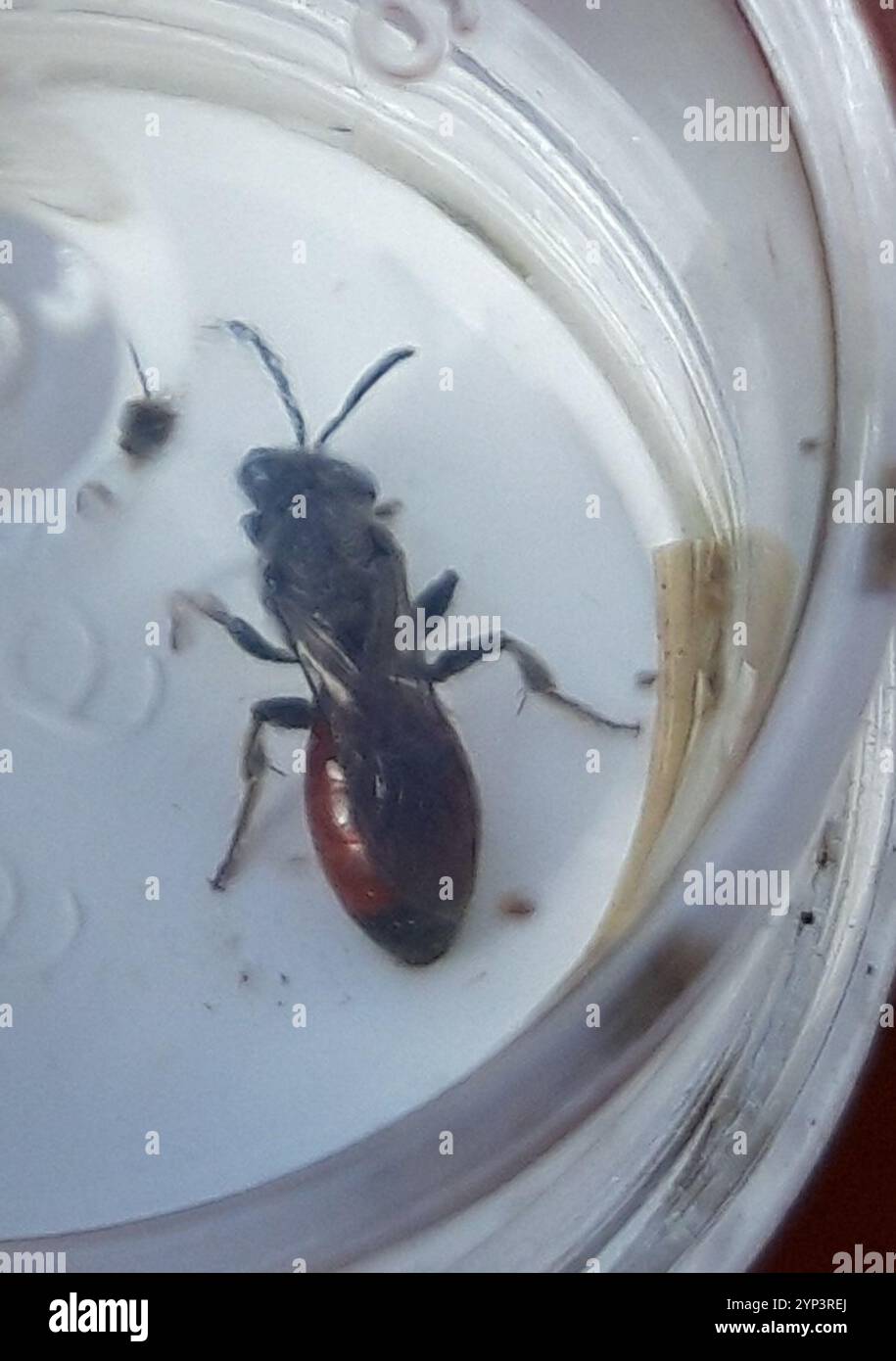 Blood Bees (Sphecodes Stock Photo - Alamy