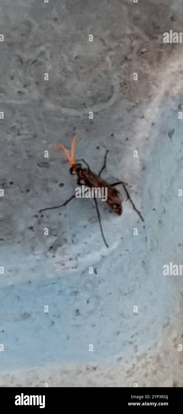 Spider Wasps (Pompilidae Stock Photo - Alamy