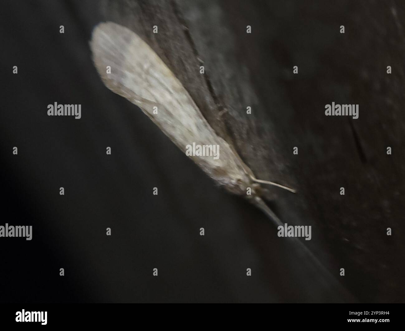 White Miller Caddisflies (Nectopsyche Stock Photo - Alamy