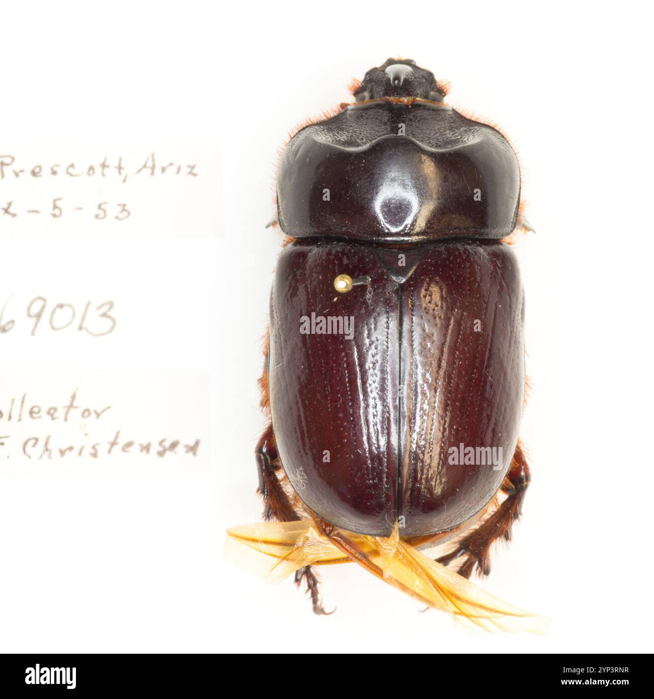 Western Rhinoceros Beetle (Xyloryctes thestalus Stock Photo - Alamy