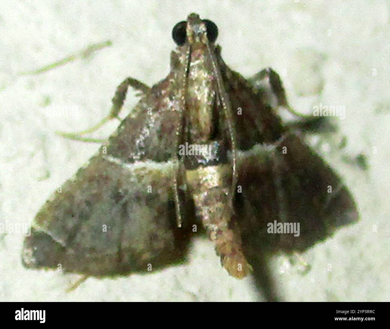 Pyralid moths hi-res stock photography and images - Alamy