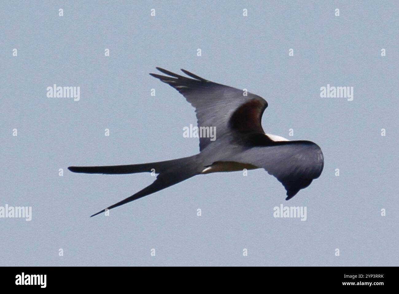 Swallow-tailed Kite (Elanoides forficatus Stock Photo - Alamy