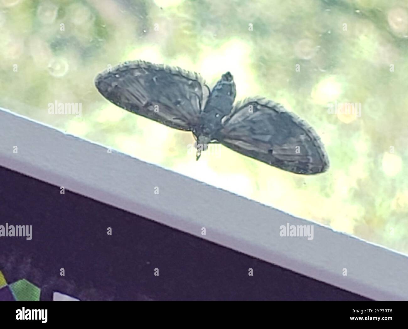 Common eupithecia hi-res stock photography and images - Alamy