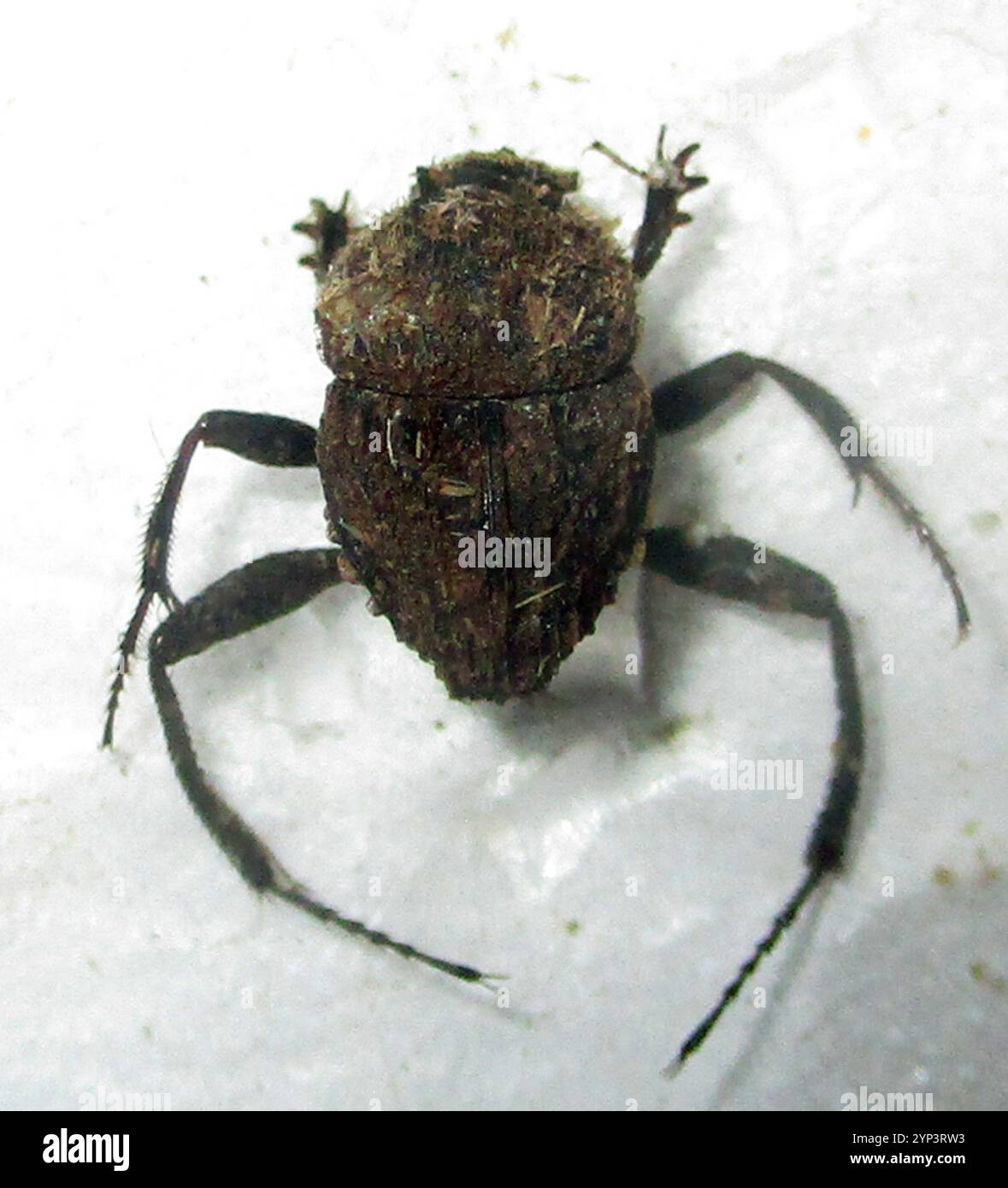 Spider Dung Beetles (Sisyphus Stock Photo - Alamy