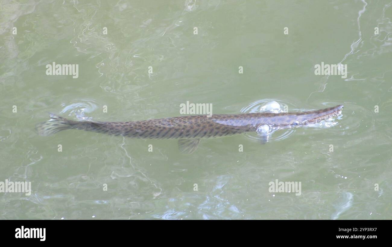 Florida Gar (Lepisosteus platyrhincus Stock Photo - Alamy