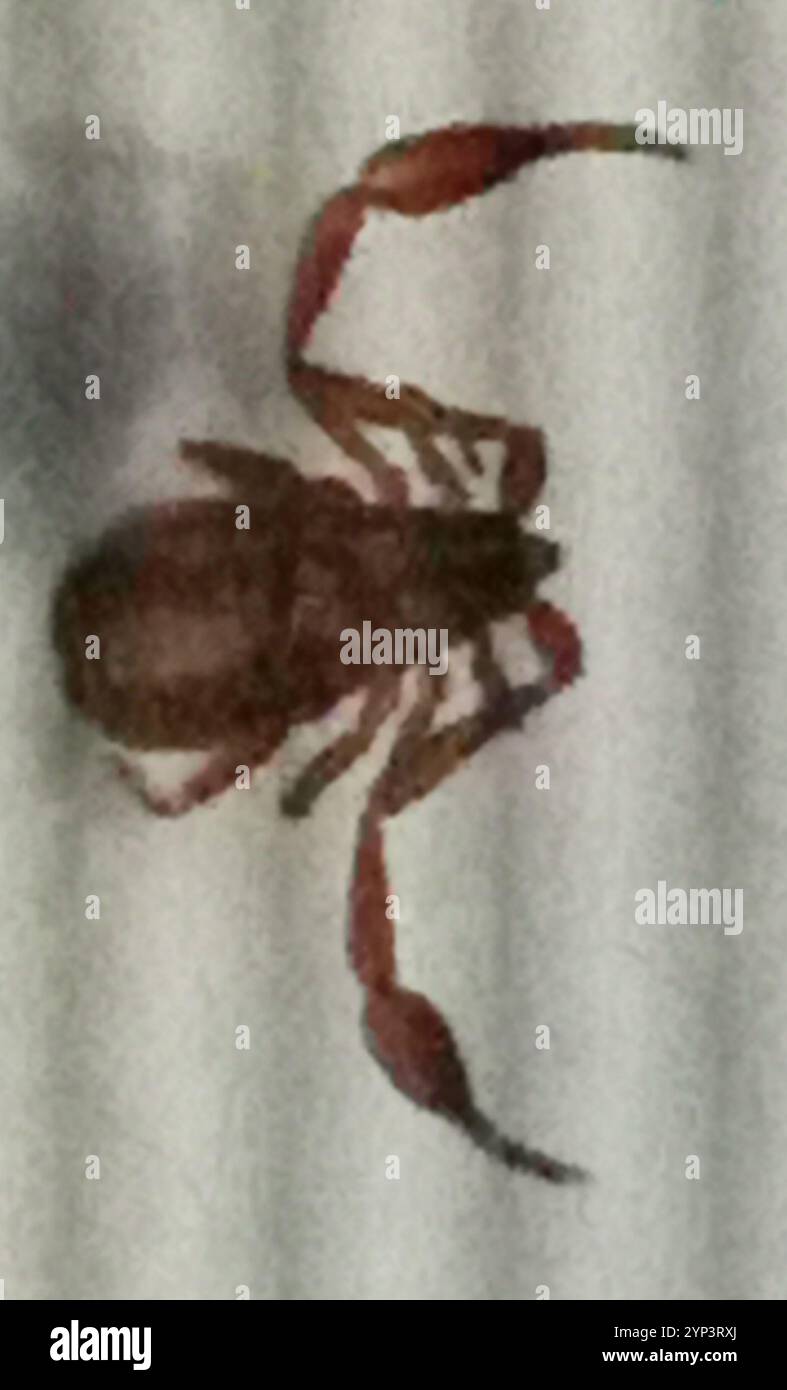 House Pseudoscorpion (Chelifer cancroides Stock Photo - Alamy