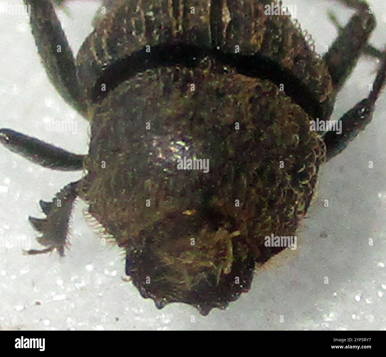 Spider Dung Beetles (Sisyphus Stock Photo - Alamy