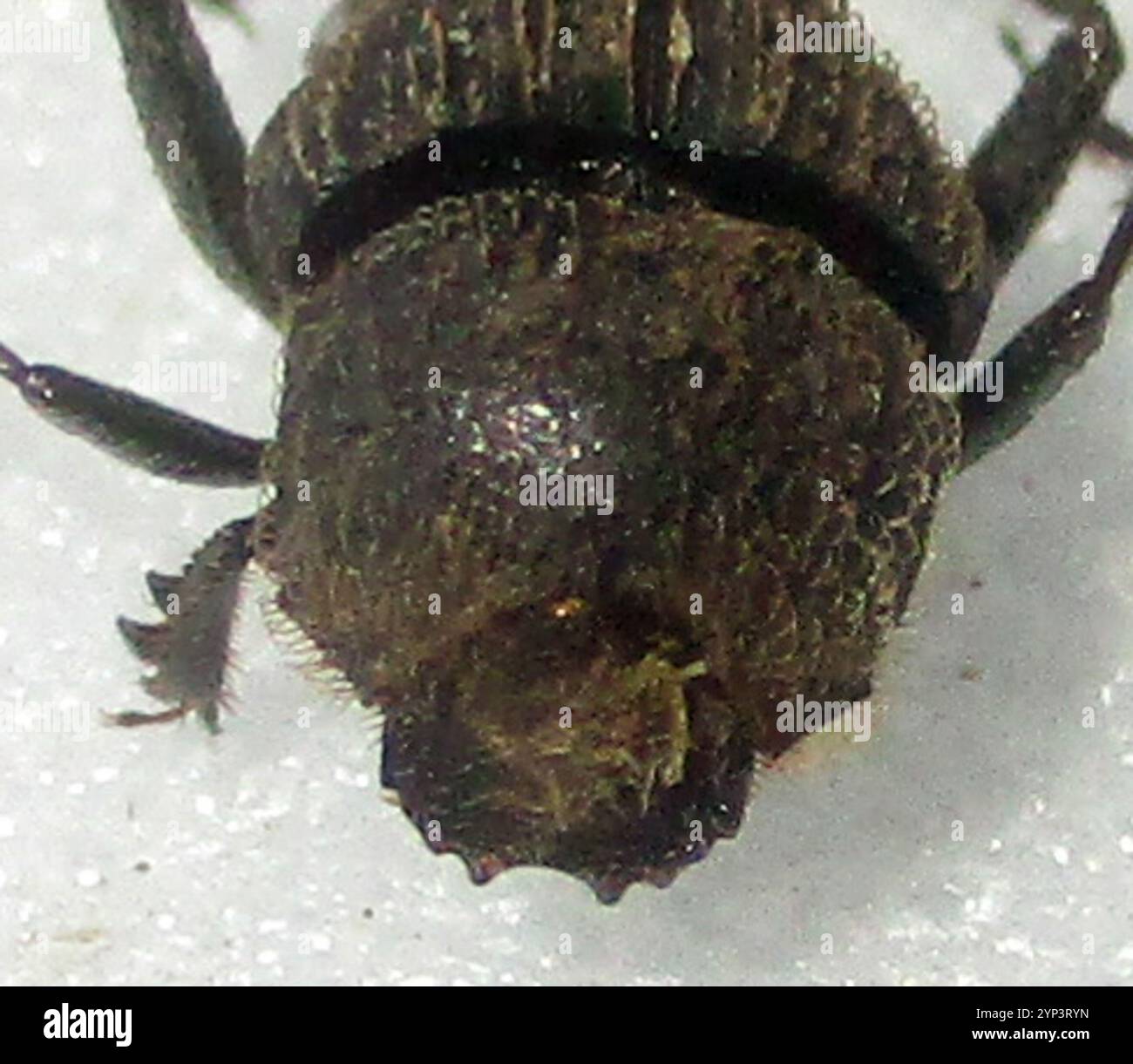 Spider Dung Beetles (Sisyphus Stock Photo - Alamy
