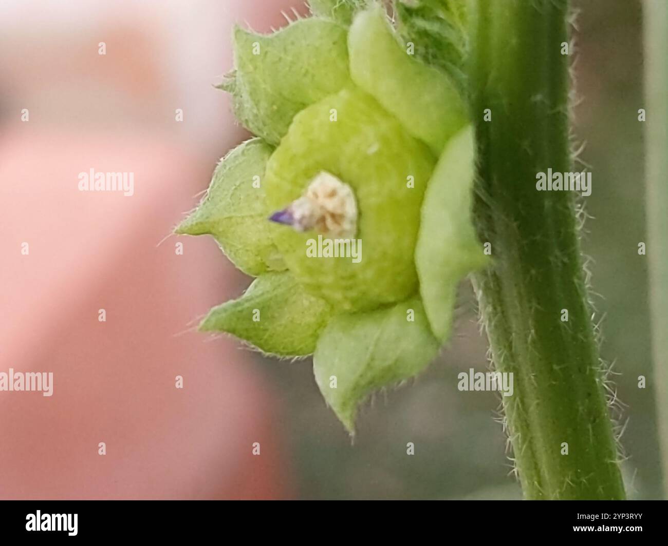 cheeseweed mallow (Malva parviflora Stock Photo - Alamy