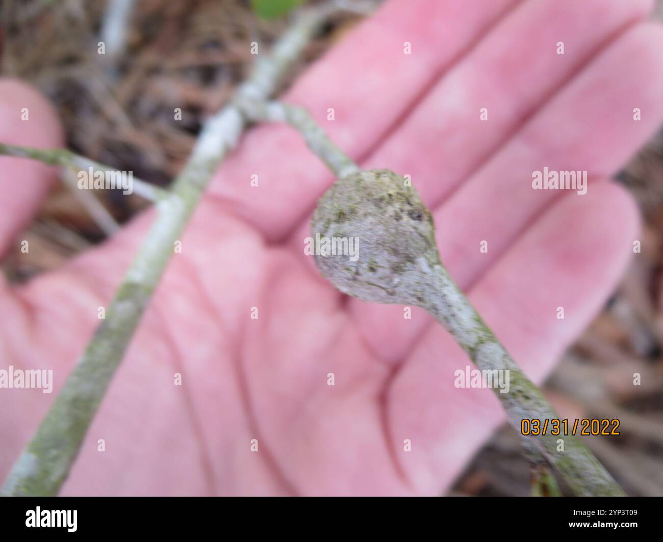 Southern Live Oak Stem Gall Wasp (Callirhytis quercusbatatoides Stock ...