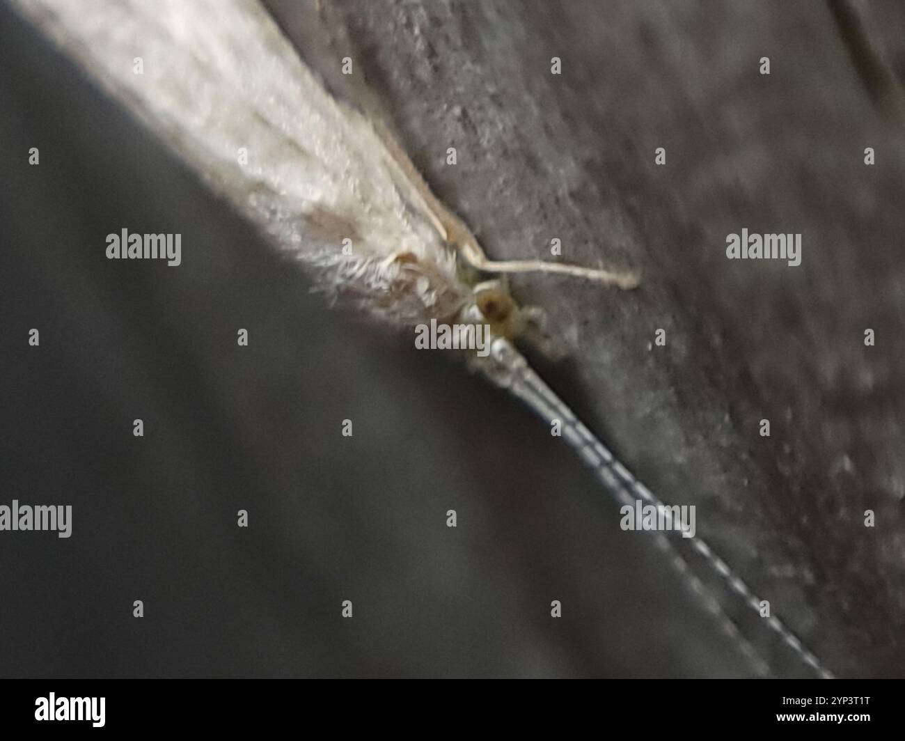 White Miller Caddisflies (Nectopsyche Stock Photo - Alamy