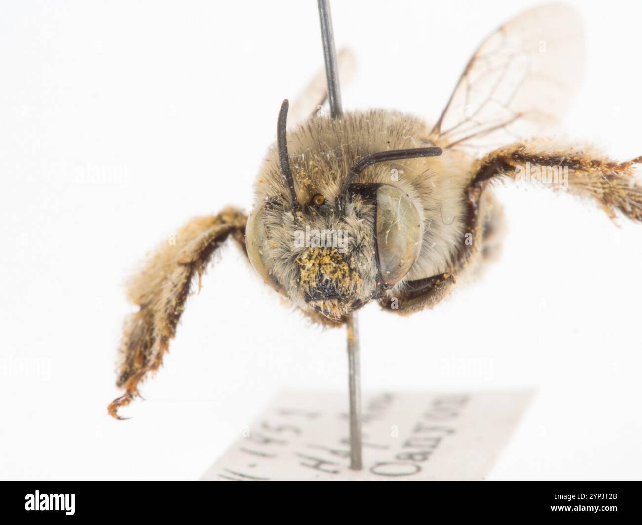 Urbane digger hi-res stock photography and images - Alamy