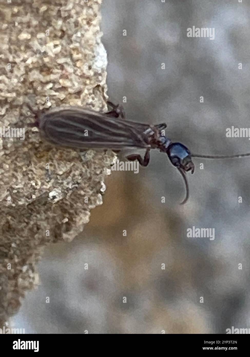 Oligotoma hi-res stock photography and images - Alamy