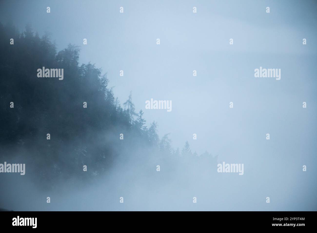 Mystc forest hi-res stock photography and images - Alamy