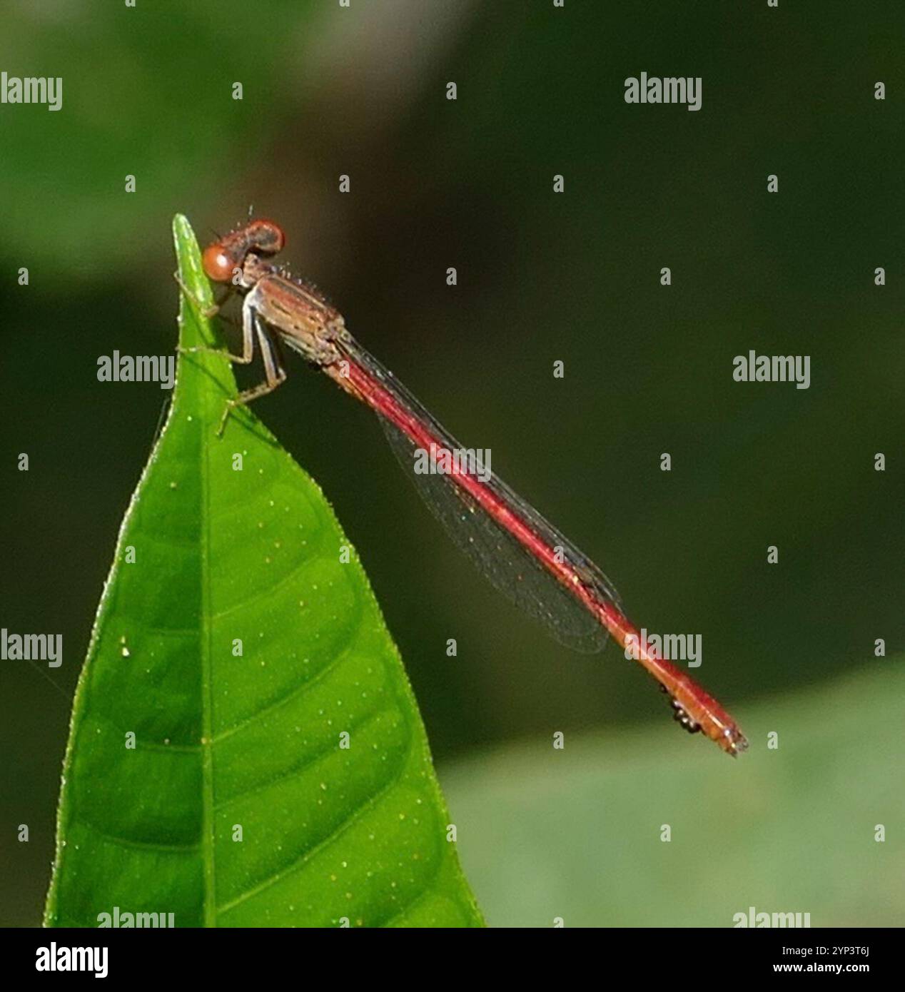 Telebasis hi-res stock photography and images - Alamy