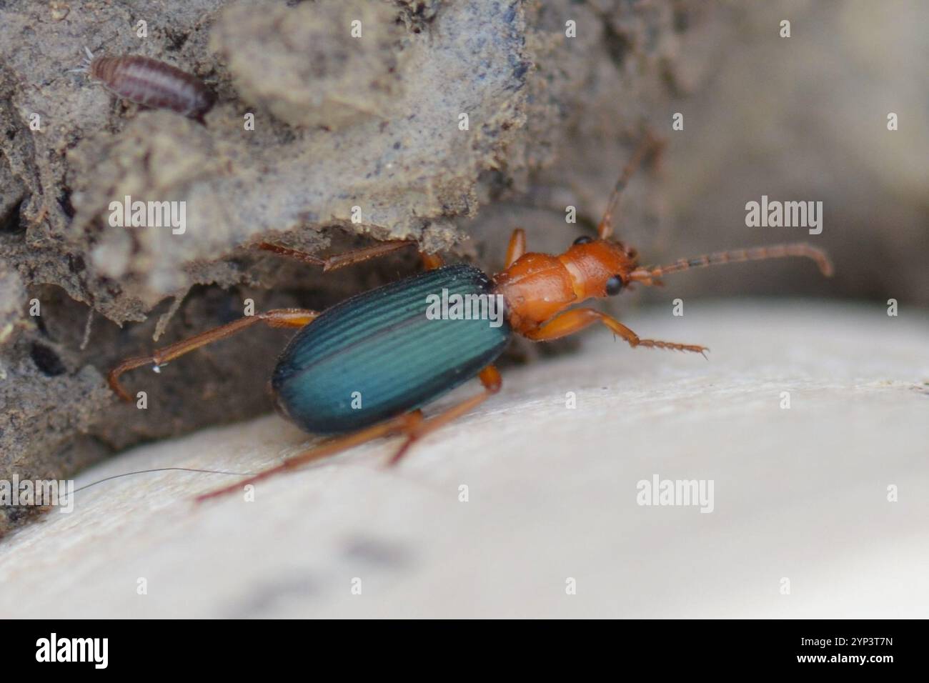 Brachinus hi-res stock photography and images - Alamy