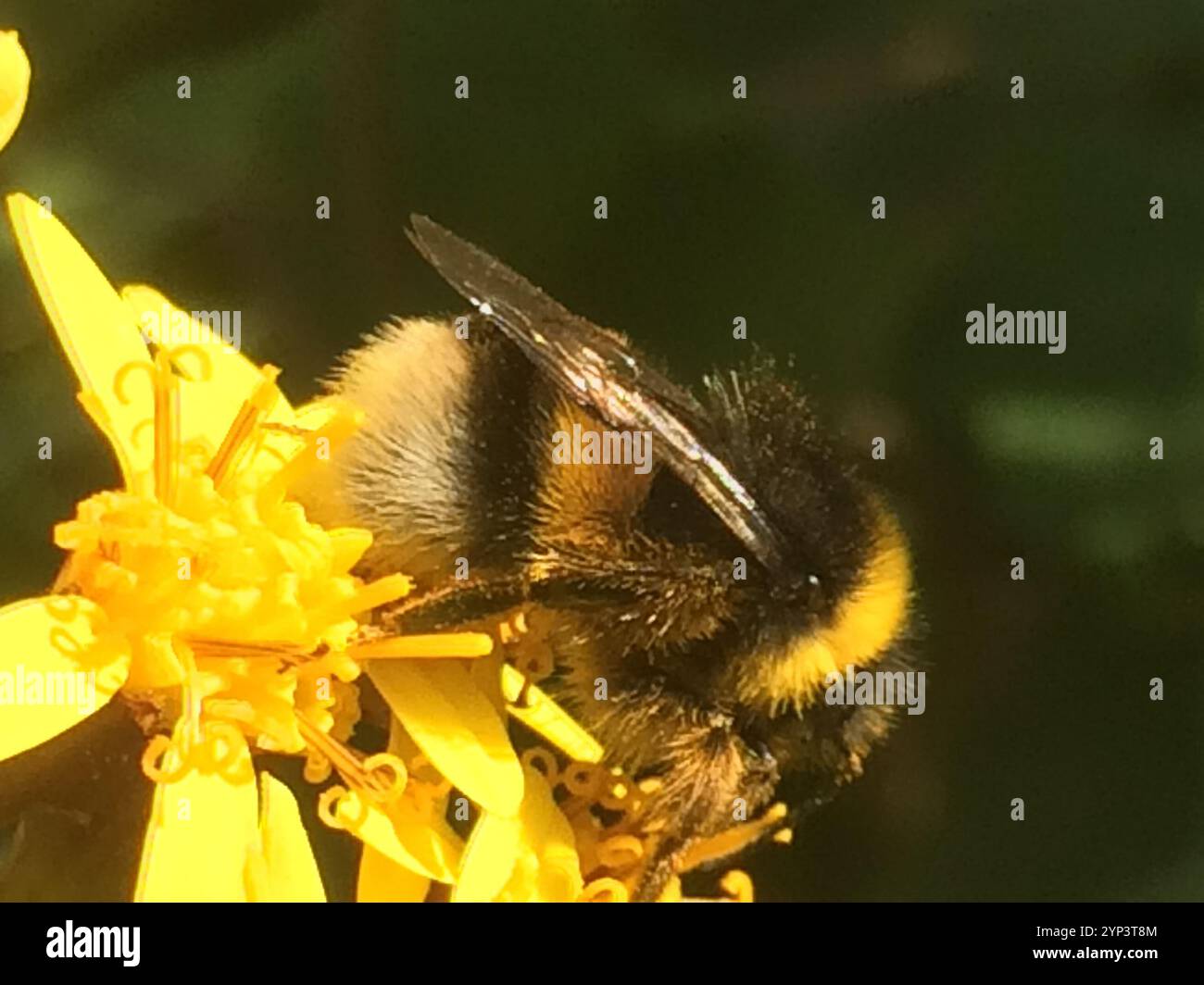 (Bombus terrestris lusitanicus Stock Photo - Alamy