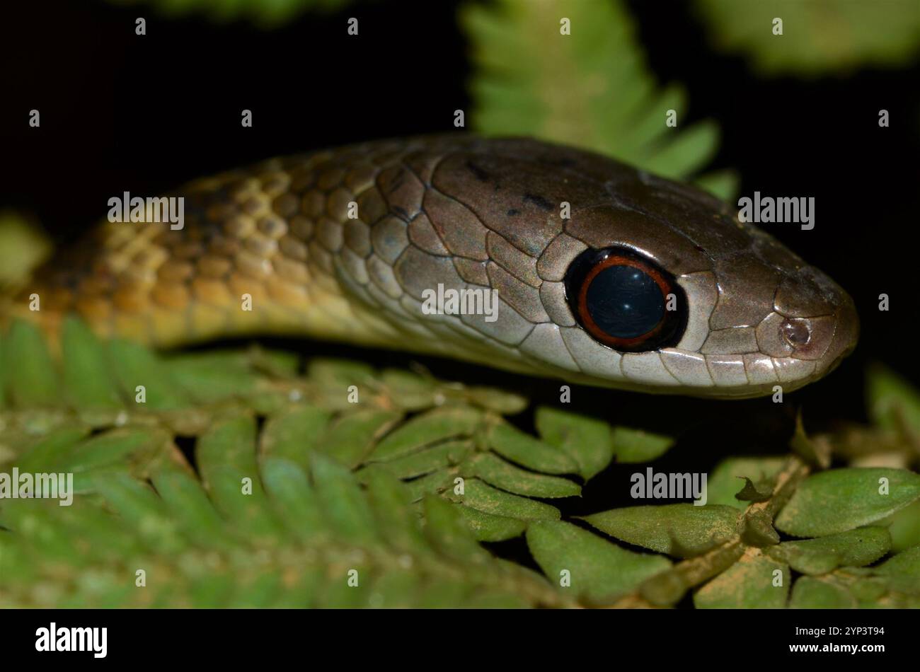 Emerald Green Snake (Philothamnus heterodermus Stock Photo - Alamy