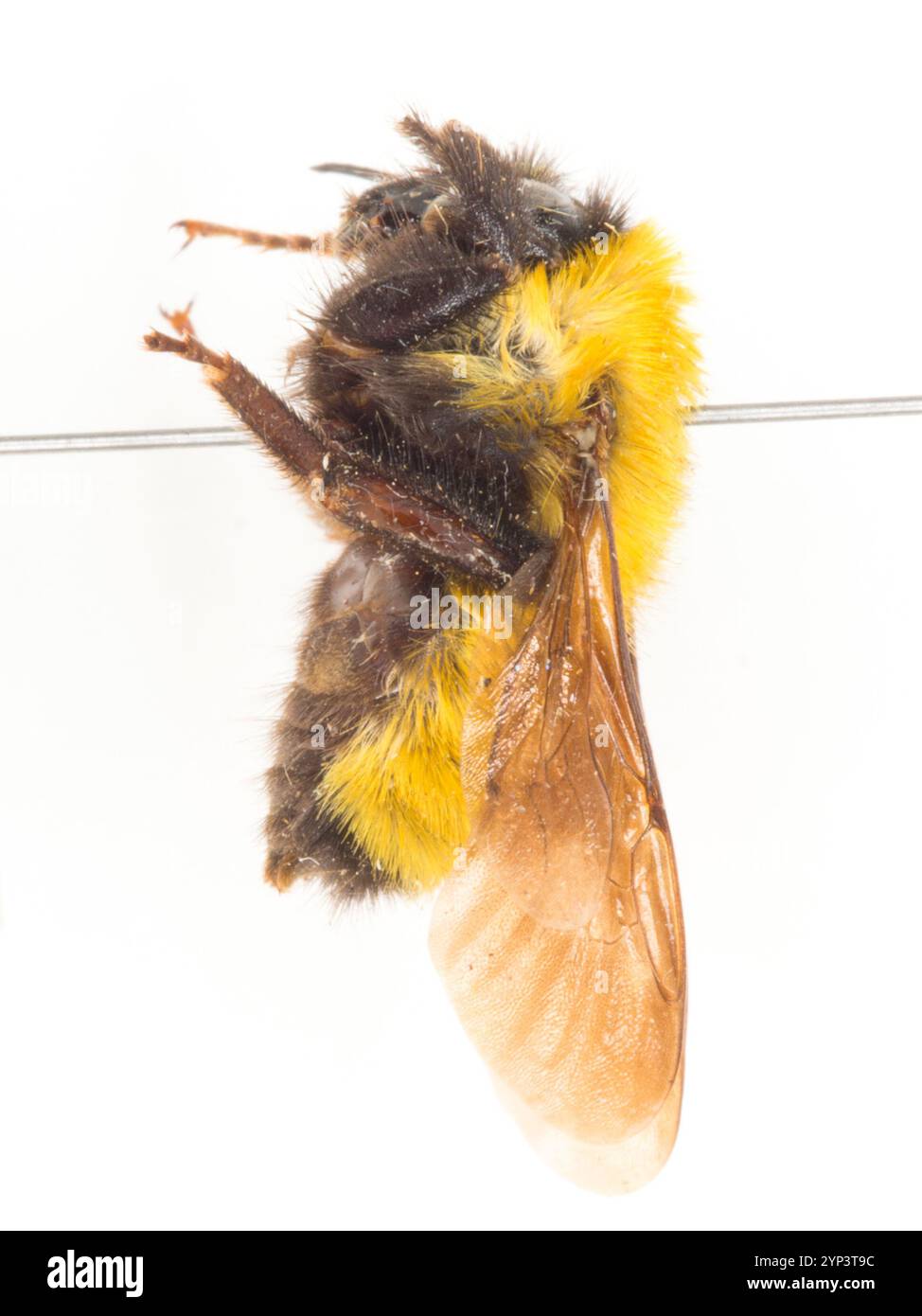 Golden Northern Bumble Bee (Bombus fervidus Stock Photo - Alamy